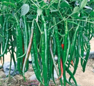 Wellspring CW2 CHILLI (MIRCH OR MIRCHI) SEED BEST QUALITY F1 HYBRID ...