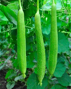 EKAKSHAR High Yield Hybrid Rare Long Snake Gourd Vegetable 50 Seeds A15 ...