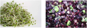 CYBEXIS (Brassica rapa VAR, cymosa) & Radish Rambo Organic Sprouting ...