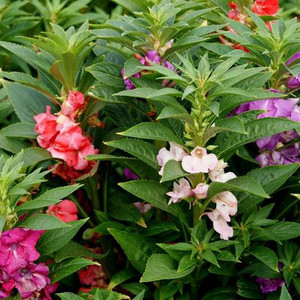SeeGreen High Germination Balsam seeds, Garden balsam, Rose balsam ...