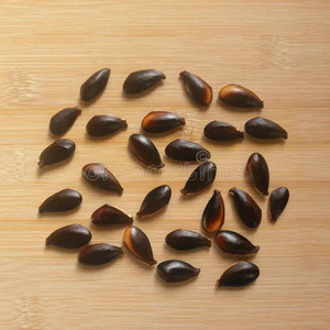 PMA Chalisa Chikoo, Sapota, Sapodilla, Naseberry Seed, Sobeda Hybird ...