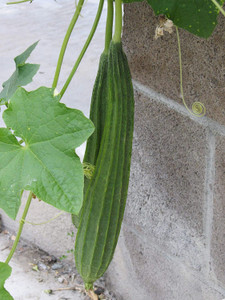 VibeX RIDGE GOURD (TORU, TORAI) F1[100 Gms, 500 Seeds] Seed Price in ...