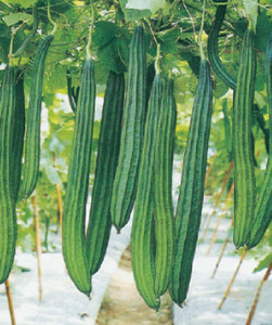 DHENU PRASAD 2596 F1 Hybrid Ridge gourd (turai) Seed Price in India ...