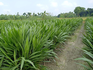 BJUBASPLANT Cenchrus purpureus pack of 27 Seed Price in India - Buy ...