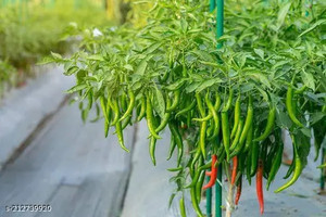 DHENU PRASAD Hybrid chilli (mirch) Seed Price in India - Buy DHENU ...