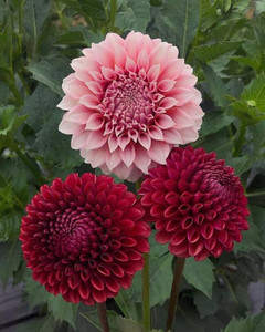 ibains Daliya flower seeds Seed Price in India - Buy ibains Daliya ...