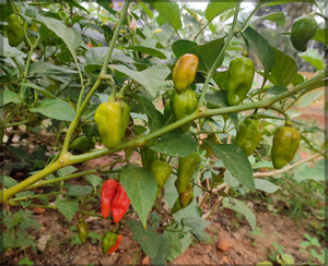 KANAYA Sweet Chilli, Mirch Seed Price in India - Buy KANAYA Sweet ...