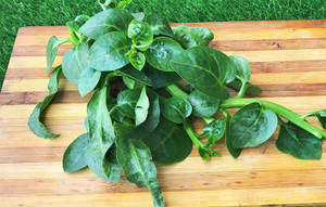 CYBEXIS VVI-55 - Ceylon Alugbati Leaf Malabar Spinach - (250 Seeds ...