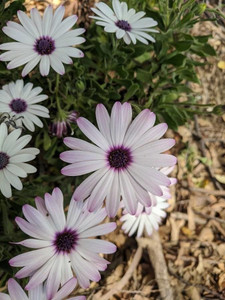 FEVESTA Organic Dimorphotheca Flower Plant Seed Price in India - Buy ...