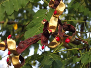 Seedsqlty Red chandan tree seeds, high germination (16 seeds) Seed ...