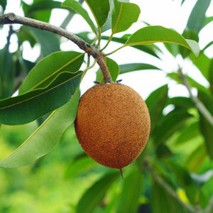 PMA Chalisa Chikoo, Sapota, Sapodilla, Naseberry Seed Seed Price in ...