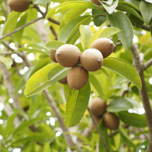 PMA Chalisa Chikoo, Sapota, Sapodilla, Naseberry Seed, Sobeda Hybird ...