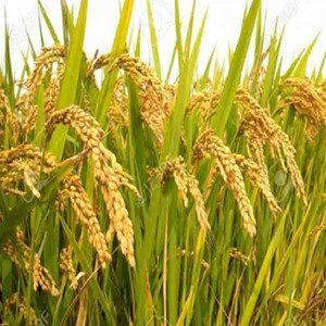naturehils Miniket Rice Paddy, Rice Paddy for Farming, Organic Rice ...