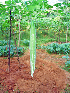 CHILLATAI Chichinda / Snake Gourd / Chichinga / Chhachindra Seed Price ...
