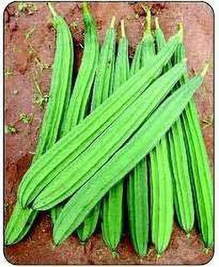 Aywal Tori, Ridge Gourd Seed Price in India - Buy Aywal Tori, Ridge ...