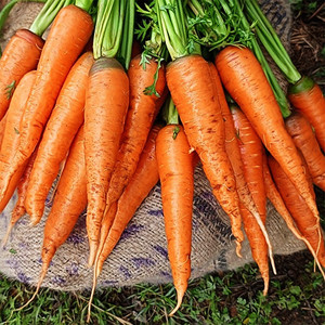 Greenco Carrot Vegetable seeds, Gajar seeds, Plant Seed Price in India ...