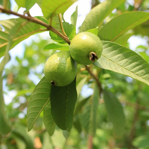 naturehils Guava Seed, Red Guava Original Organic Seed, Amruth Hybird ...