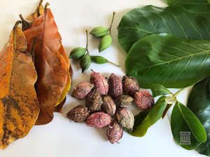 VibeX ® VXI-52 Indian Almond Terminalia catappa Seed Price in India ...