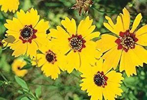 MAA Coreopsis Seed Price in India - Buy MAA Coreopsis Seed online at ...