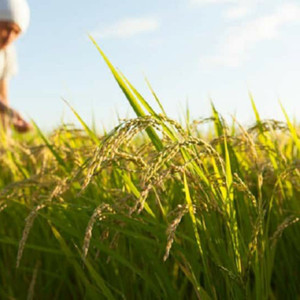 SeeGreen Rice Paddy Seeds, Miniket Paddy For Puja, Germination Paddy ...