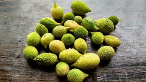 VibeX Summer Vegetable Desi Spiny Gourd Seeds[100 Gms, 500 Seeds] Seed ...