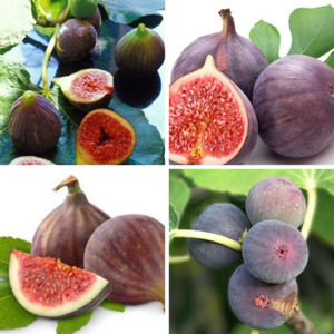 seedx Hybrid Fig, Anjeer Plant seeds, Ficus carica, Anjeer Seed Price ...