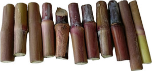 Grow Green Organics Red Super Napier Grass Sticks, Napier Grass ...