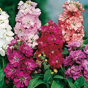 KANAYA Stock Matthiola Incana Double Mix Flower Seed Price in India ...