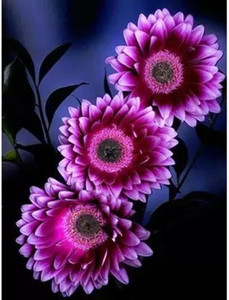 Aro Sunflower Seed Price in India - Buy Aro Sunflower Seed online at ...