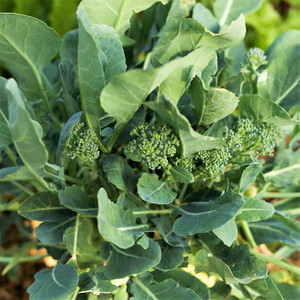VibeX ® VXI-382 Broccoli Raab Spring Rapini Broccolini Seed Price in ...