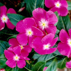CORUS Tropical Rose' Vinca Flower Seed Price in India - Buy CORUS ...