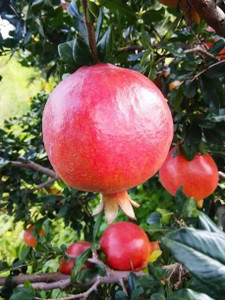 Chalisa Pomegranate, Anaar Seed Price in India - Buy Chalisa ...