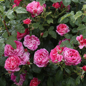 VibeX ® RXI-98 Raspberry Cream Twirl Climbing Rose Seed Price in India ...