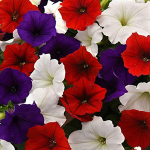 ario Petunia Flower Star Mix GMO-Free Seed Price in India - Buy ario ...