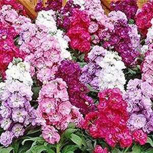 KANAYA Stock Matthiola Flower Seed Price in India - Buy KANAYA Stock ...