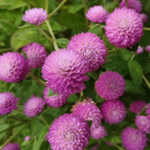 Floral Treasure Hybrid Gomphrena Light Pink, Vada Mulla Flower, Globe ...