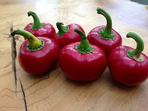 CYBEXIS Hybrid Red Cherry Bomb Hot Chili Pepper Seeds2400 Seeds Seed ...