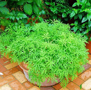 ENINE Imported Dill Herb(Soya) Seeds For Home And Kitchen Gardening ...