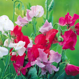 KANAYA Sweet Pea Mixed Color Hybrid Flower Seed Price in India - Buy ...