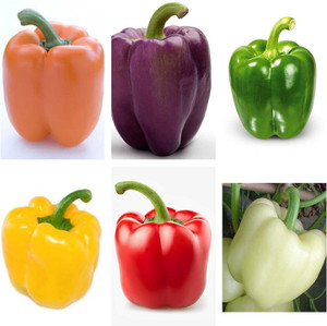 VibeX ® LXI-308 Capsicum Mix Seed For Planting Seed Price in India ...