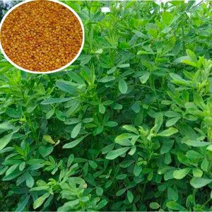 Trifolium alexandrinum 1kg, Trifolium alexandrinum seeds , berseem ...