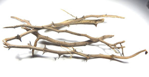 Urancia Shami ki Lakdi tree Banni Tree Vanni Tree Prosopis cineraria ...