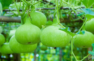 WILLVINE Bottle Gourd Round Vegetable Seeds F1 Hybrid-(10 Gms, 50 Seeds ...