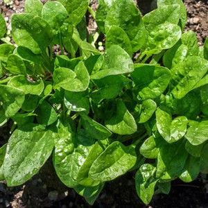 KANAYA Hybrid Palak Seeds Seed Price in India - Buy KANAYA Hybrid Palak ...