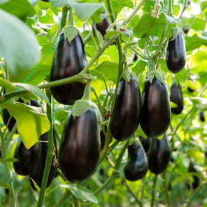 naturehils Brinjal Seed, BR-300 Organic Muktakeshi Brinjal , Black ...