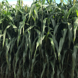 wequality Fodder grass seeds for cattle, Cattle fodder grass seeds ...