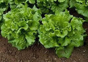 Clint FRESH F1 HYBRID ICEBERG LETTUCE CRISP & REFRESHING SEEDS & PLANT ...