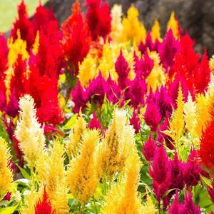 KANAYA Celosia Plumosa Mixed Flower Seeds For Home Gardening Seed Price ...