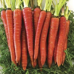 KANAYA Gajar Seed Price in India - Buy KANAYA Gajar Seed online at ...