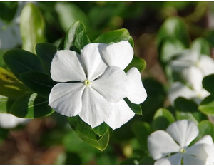 CORUS Organic Vinca Flower Plant Seed Price in India - Buy CORUS ...